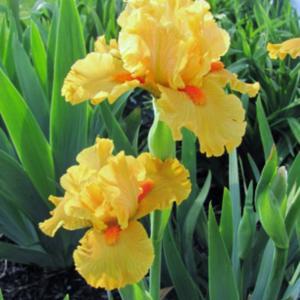 Intermediate Bearded Iris (Iris 'Season Ticket') in the Irises Database ...