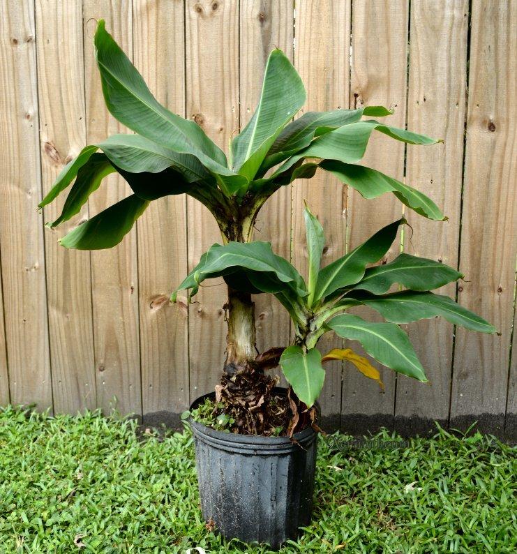 Photo of the entire plant of Dwarf Banana (Musa acuminata 'Super Dwarf ...