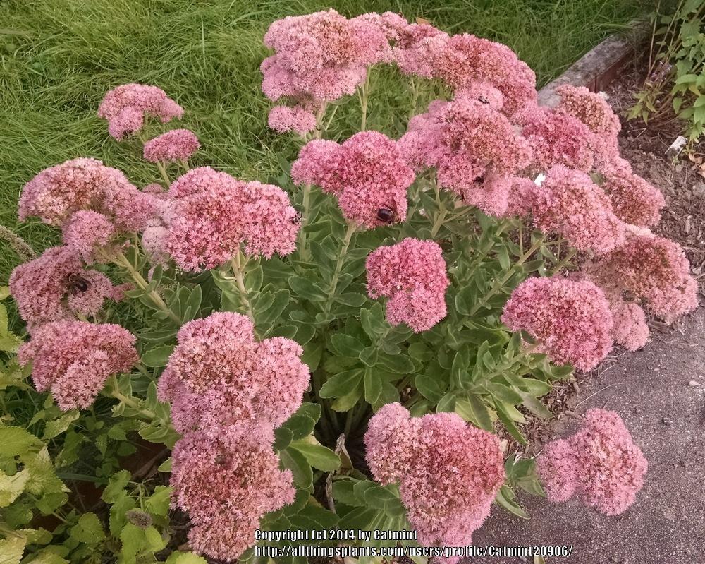 Stonecrop (Hylotelephium spectabile 'Autumn Fire') - Garden.org