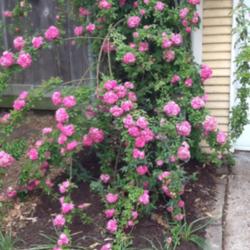 Rose (Rosa 'Peggy Martin') in the Roses Database - Garden.org