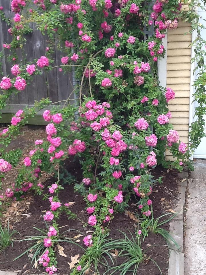 Photo of the bloom of Rose (Rosa 'Peggy Martin') posted by LynneHTx ...