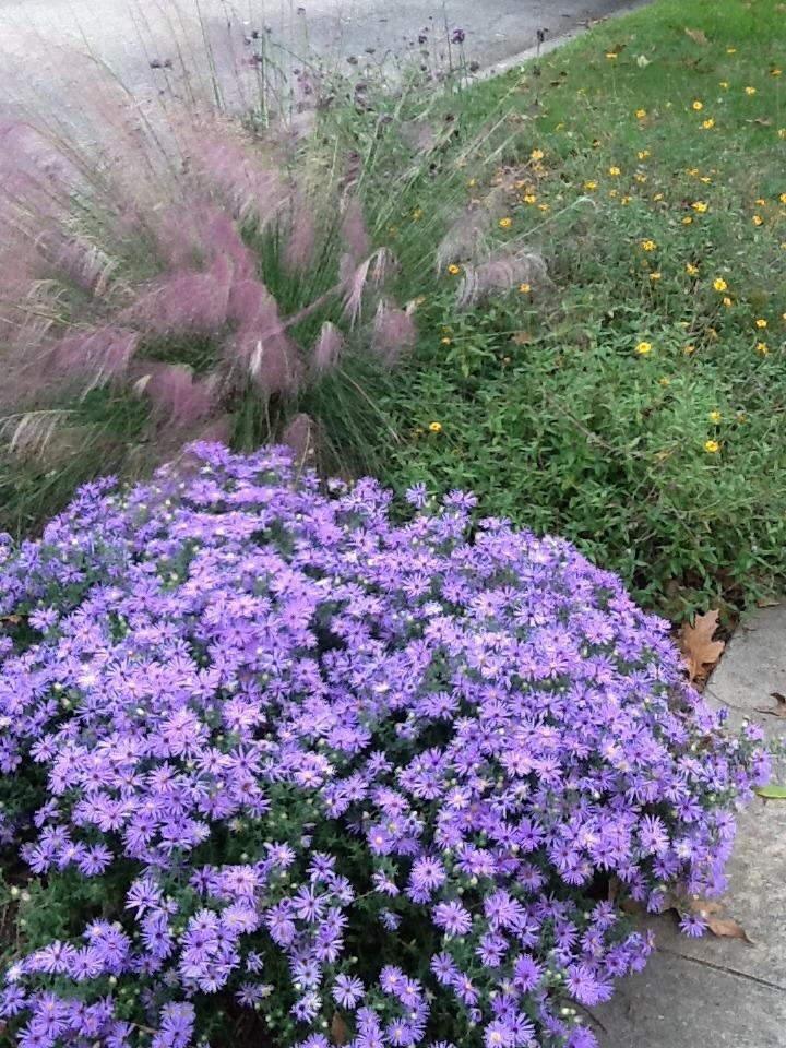 Southern Prairie Aster (Eurybia hemispherica) in the Asters Database ...
