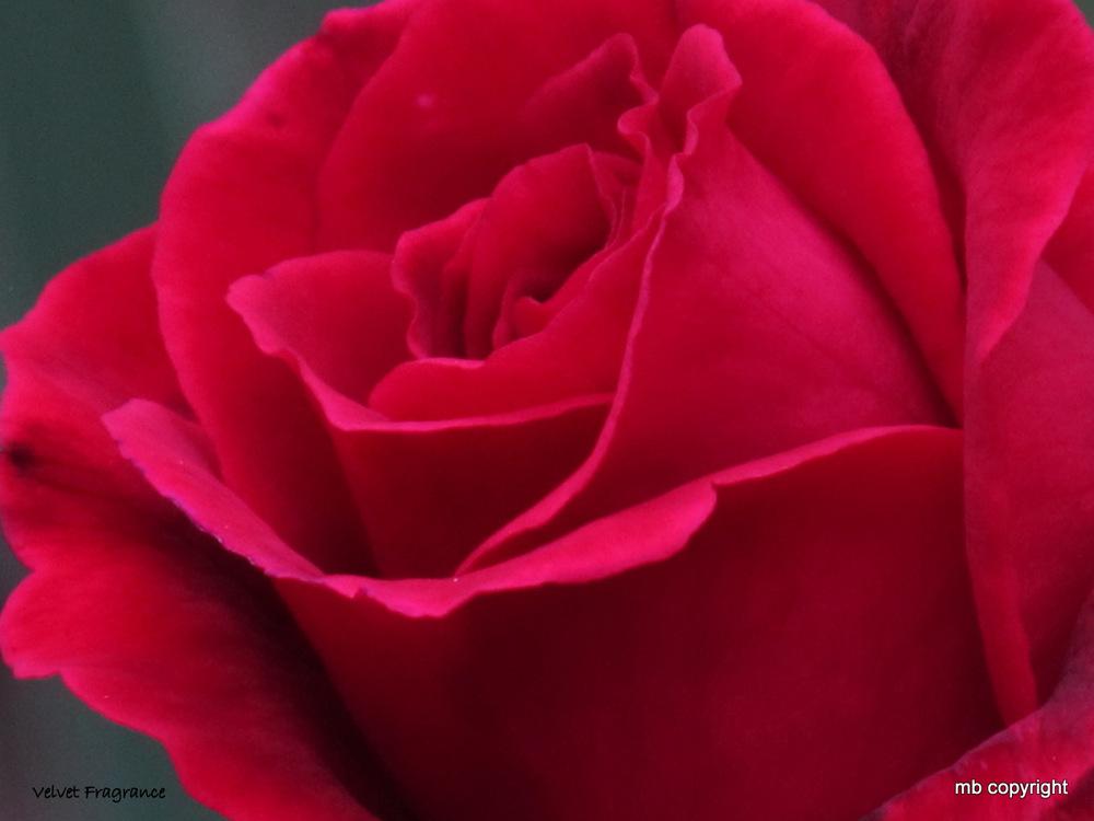 Photo of the bloom of Rose (Rosa 'Velvet Fragrance') posted by MargieNY ...