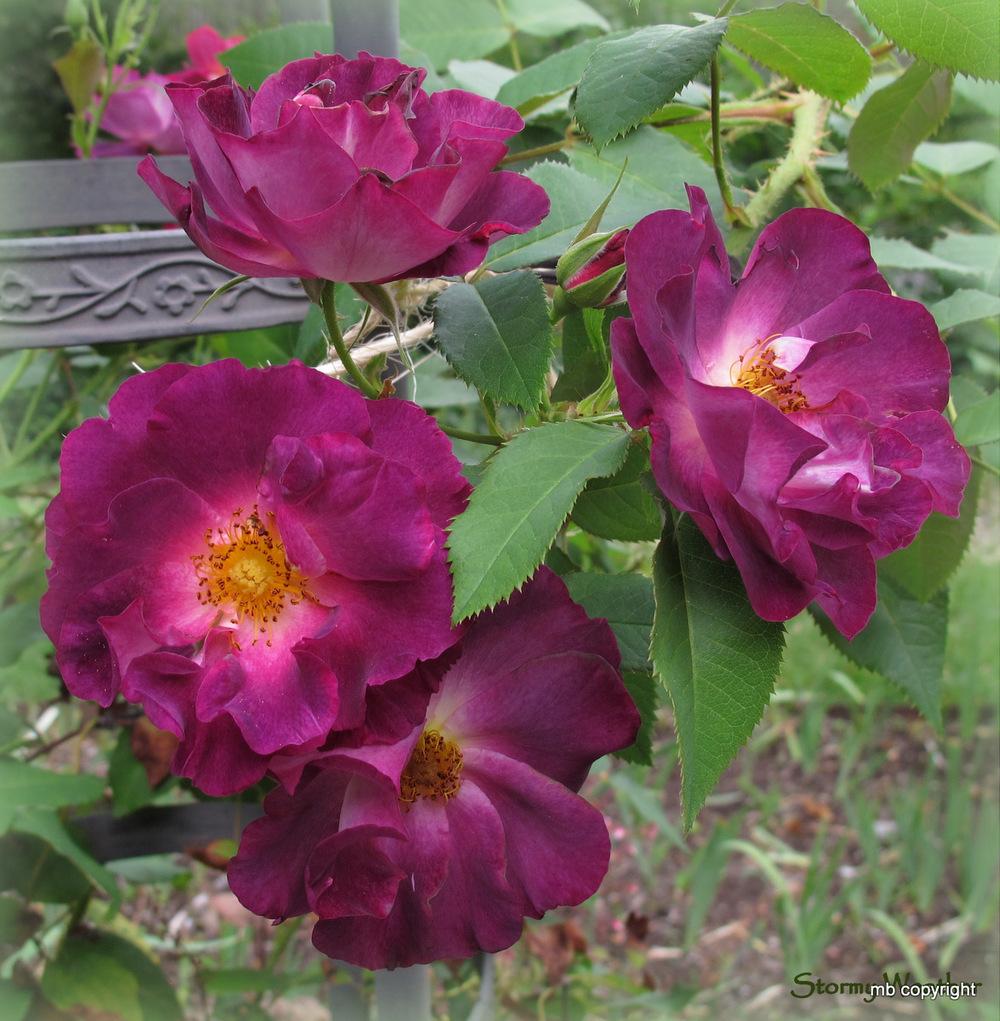 Photo of the bloom of Rose (Rosa 'Stormy Weather') posted by MargieNY ...