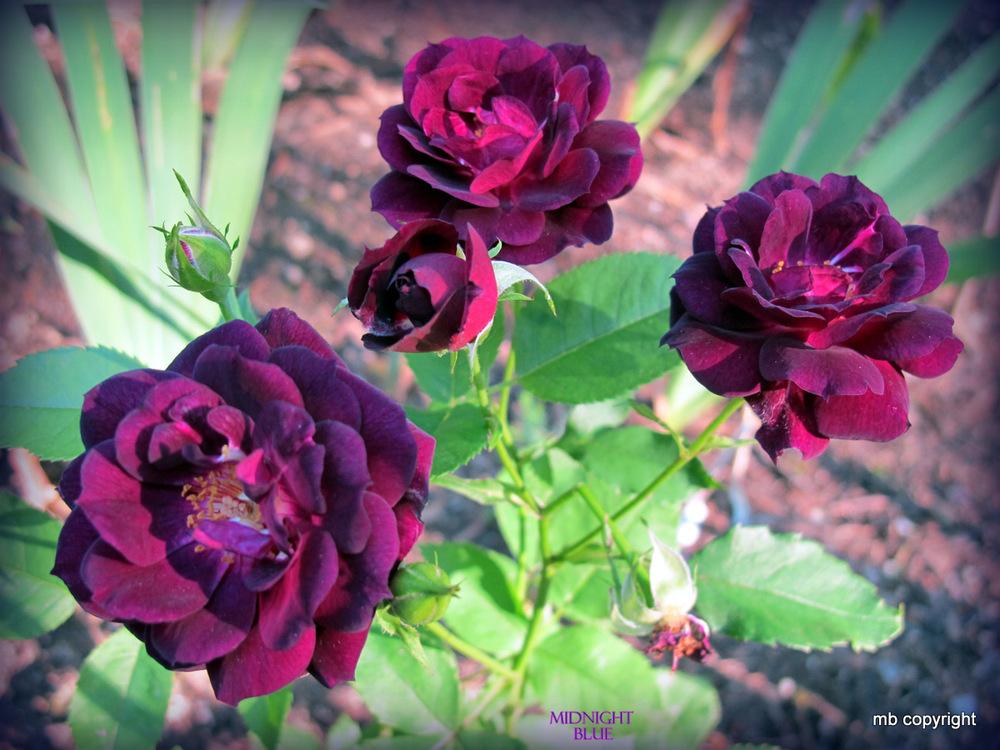 Photo of the bloom of Rose (Rosa 'Midnight Blue') posted by MargieNY ...