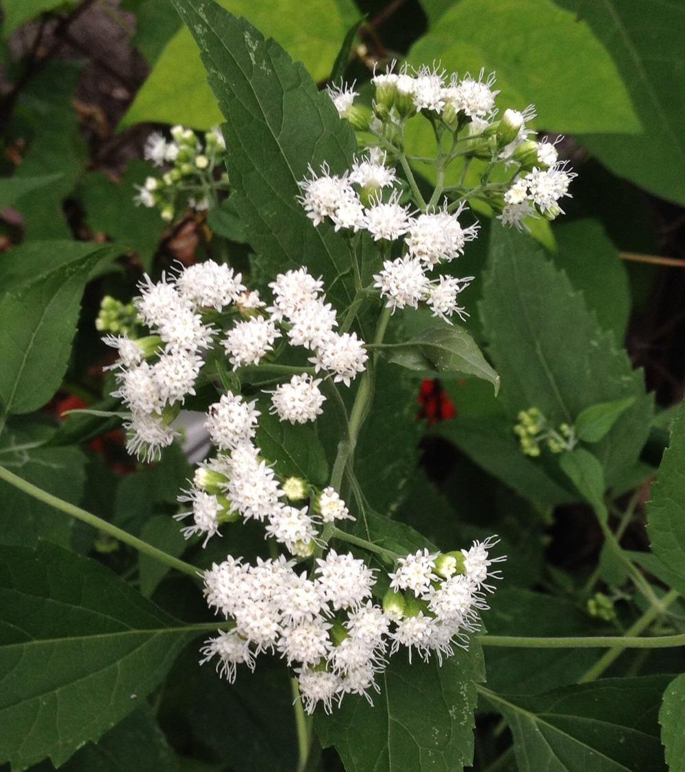 Pretty weed in the Plant ID forum - Garden.org