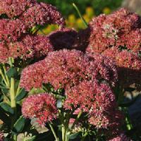 Stonecrop (Hylotelephium spectabile 'Autumn Fire') - Garden.org