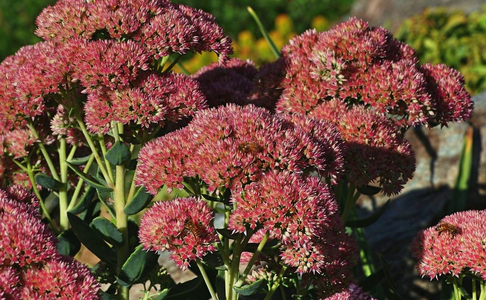 Photo of the bloom of Stonecrop (Hylotelephium spectabile 'Autumn Fire ...
