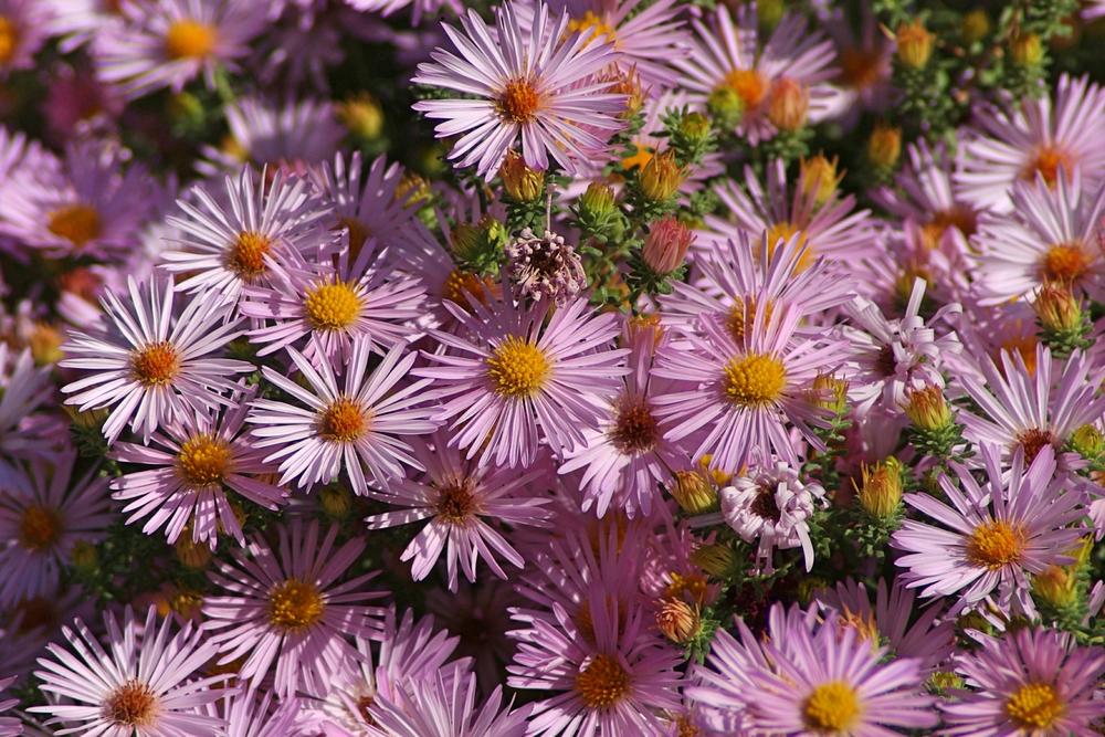 Aromatic Aster (Symphyotrichum oblongifolium 'Dream of Beauty') in the ...
