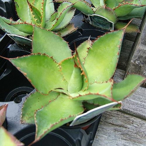 Cow's Horn Agave (Agave bovicornuta Reggae Time™) in the Agaves ...