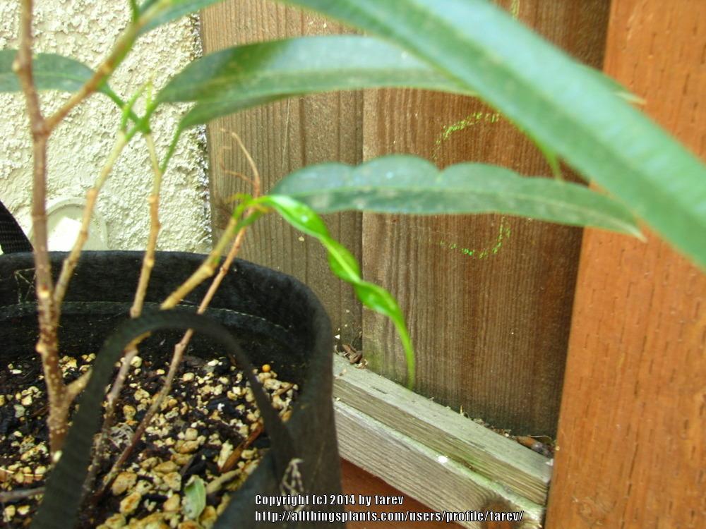 Photo of the leaves of Banana-Leaf Ficus (Ficus maclellandii 'Alii ...