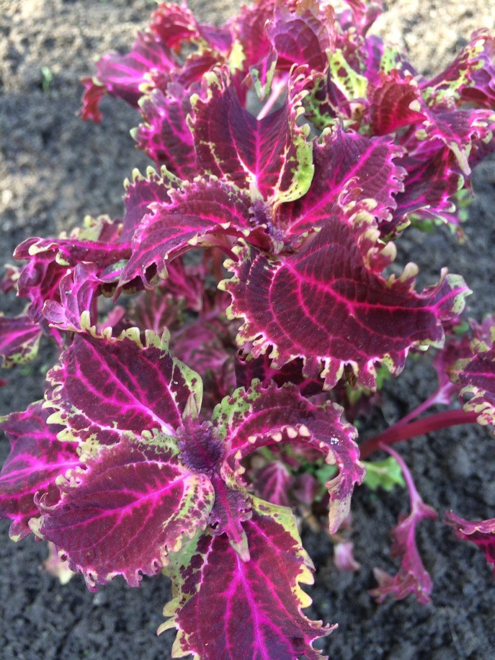 Coleus (Coleus scutellarioides 'Pink Ruffles') in the Coleus Database ...
