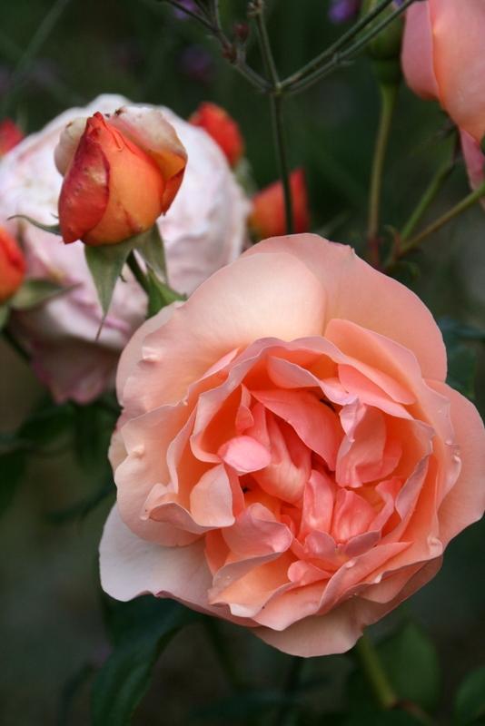 Photo of the bloom of Rose (Rosa 'Heaven on Earth') posted by Calif_Sue ...