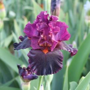 Tall Bearded Iris (Iris 'Magical Realism') in the Irises Database ...