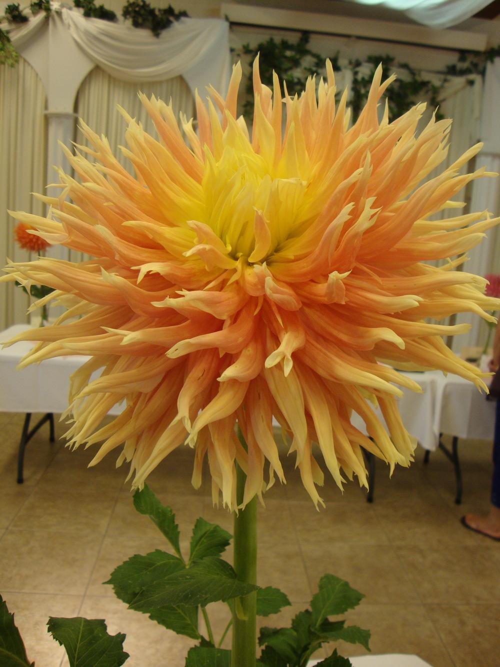 Dahlia 'Hana Hitosuji' in the Dahlias Database - Garden.org
