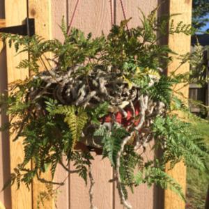 Black Rabbit's Foot Fern (Davallia trichomanoides) - Garden.org