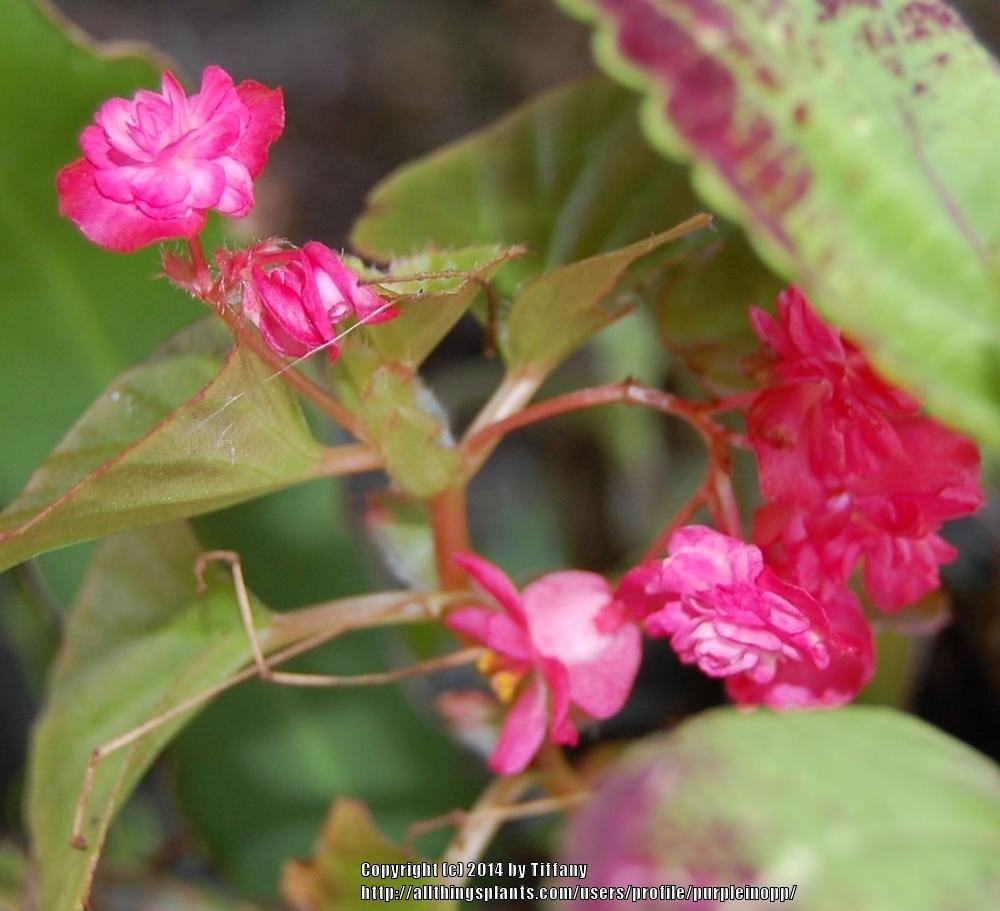 Photo of the stem, scape, stalk or bark of Wax Begonia (Begonia ...