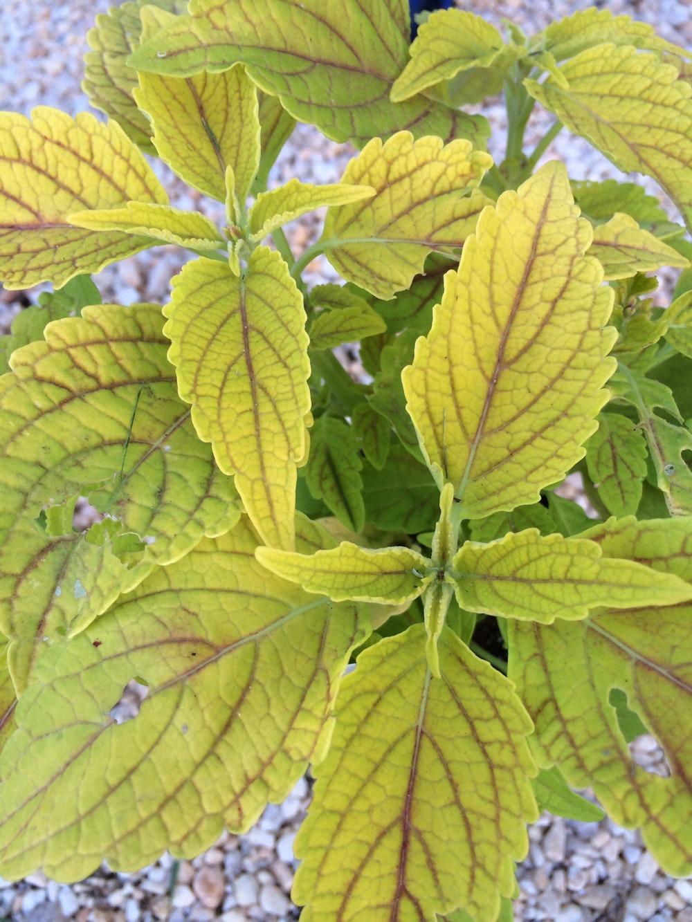 Coleus (Coleus scutellarioides 'Charlotte's Web') in the Coleus ...