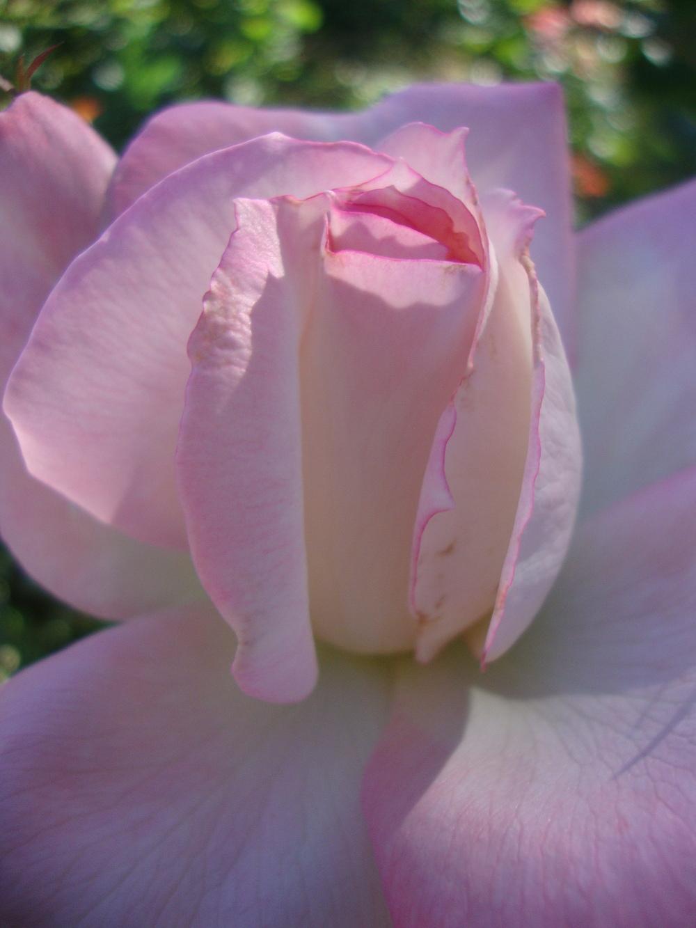 Photo of the bloom of Rose (Rosa 'Secret') posted by Paul2032 - Garden.org