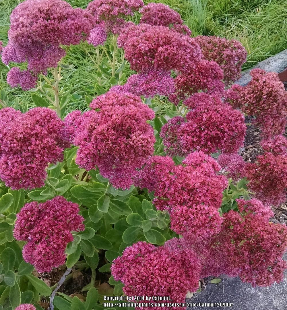 Photo of the bloom of Stonecrop (Hylotelephium spectabile 'Autumn Fire ...