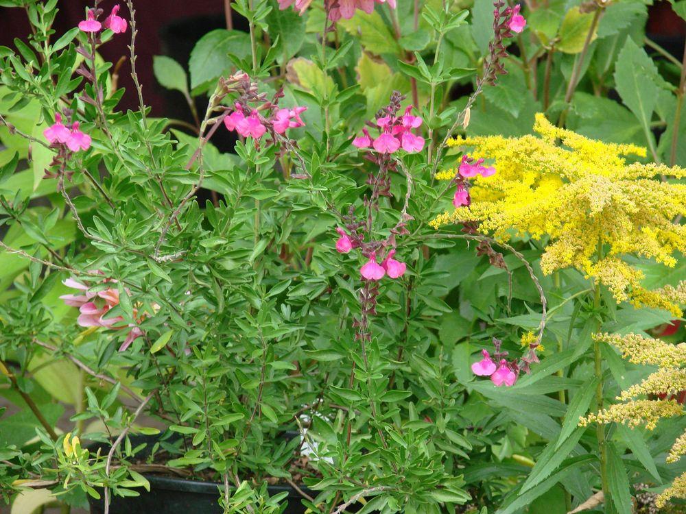 Photo of the entire plant of Autumn Sage (Salvia greggii 'Wild Thing ...