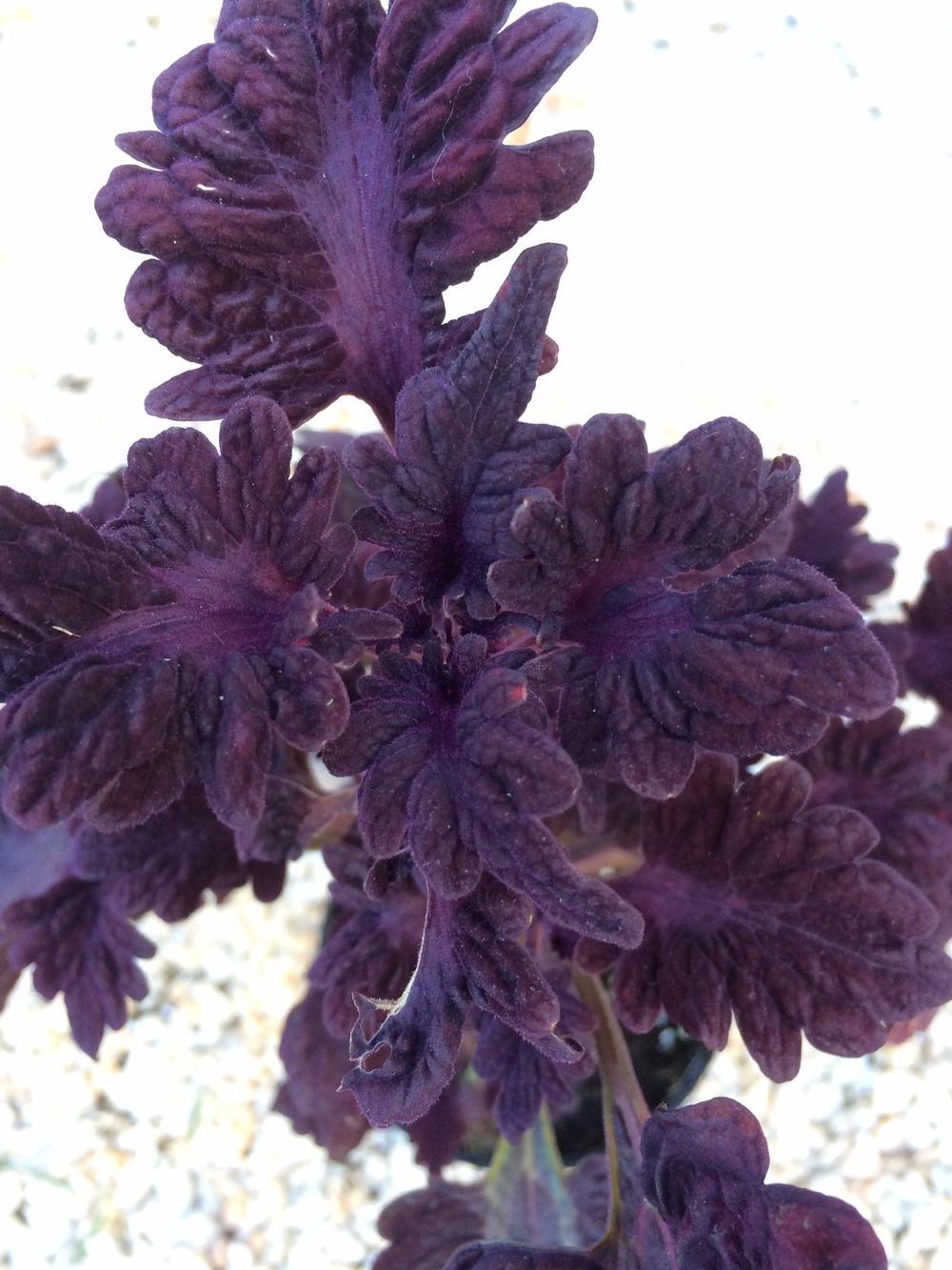 Coleus (Coleus scutellarioides 'Theater Velvet') in the Coleus Database ...