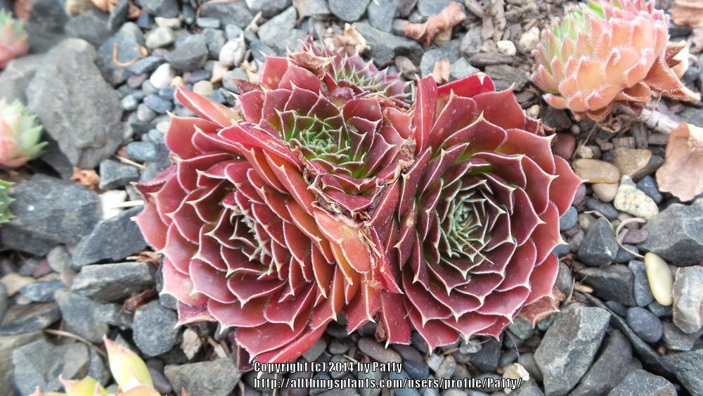 Photo of the entire plant of Job's Beard (Sempervivum heuffelii 'Torrid ...