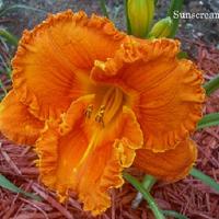 Photo of the bloom of Daylily (Hemerocallis 'Sun Scream') posted by ...