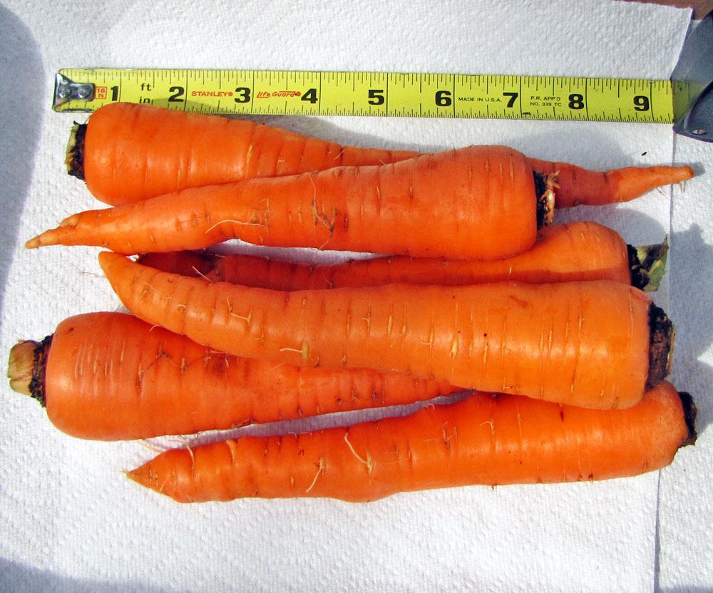 Photo of the roots of Carrot (Daucus carota var. sativus 'Imperator 58 ...