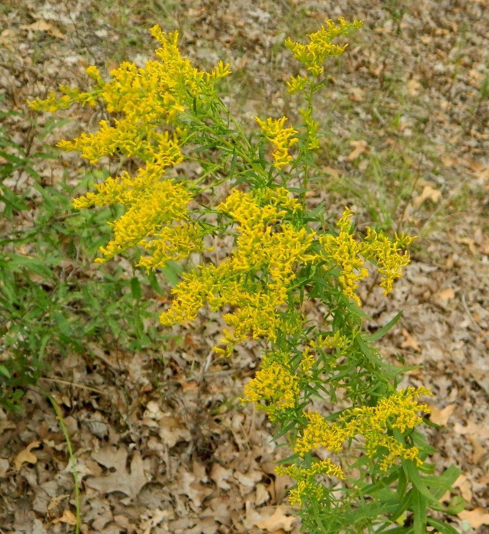 Photo of the bloom of Sweet Goldenrod (Solidago odora) posted by ...