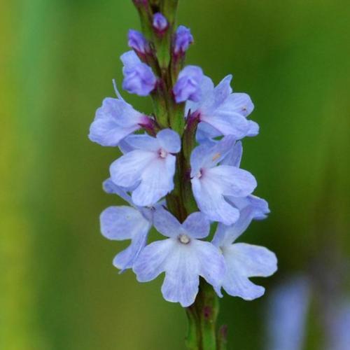 Narrowleaf Vervain (Verbena simplex) - Garden.org