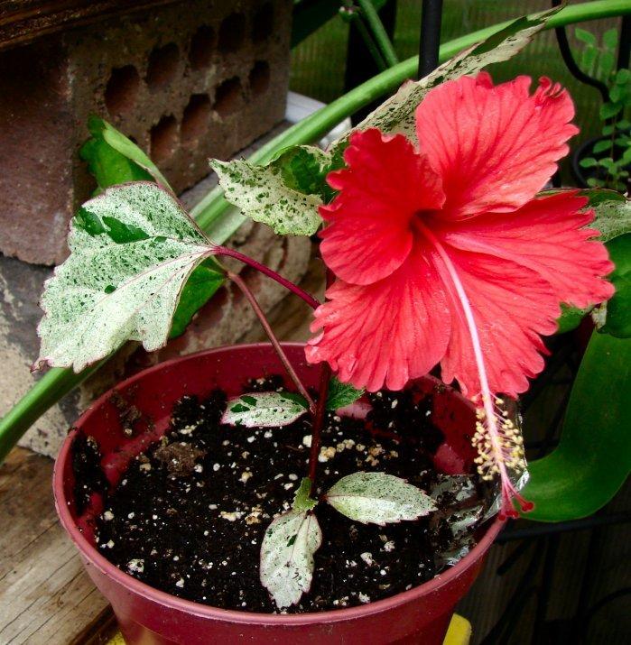 Tri color hibiscus in the Hibiscus forum - Garden.org