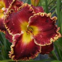 Daylily (Hemerocallis 'Bold Paint') in the Daylilies Database - Garden.org