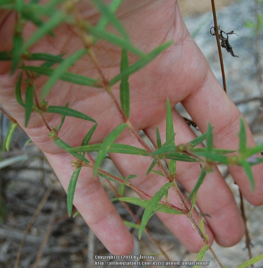 Photo of the stem, scape, stalk or bark of Poor Joe (Diodia teres ...