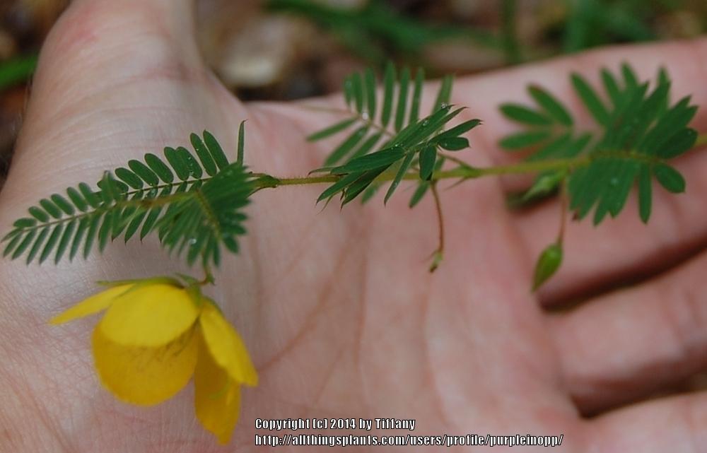 Photo of the seed pods or heads of Partridge Pea (Chamaecrista ...