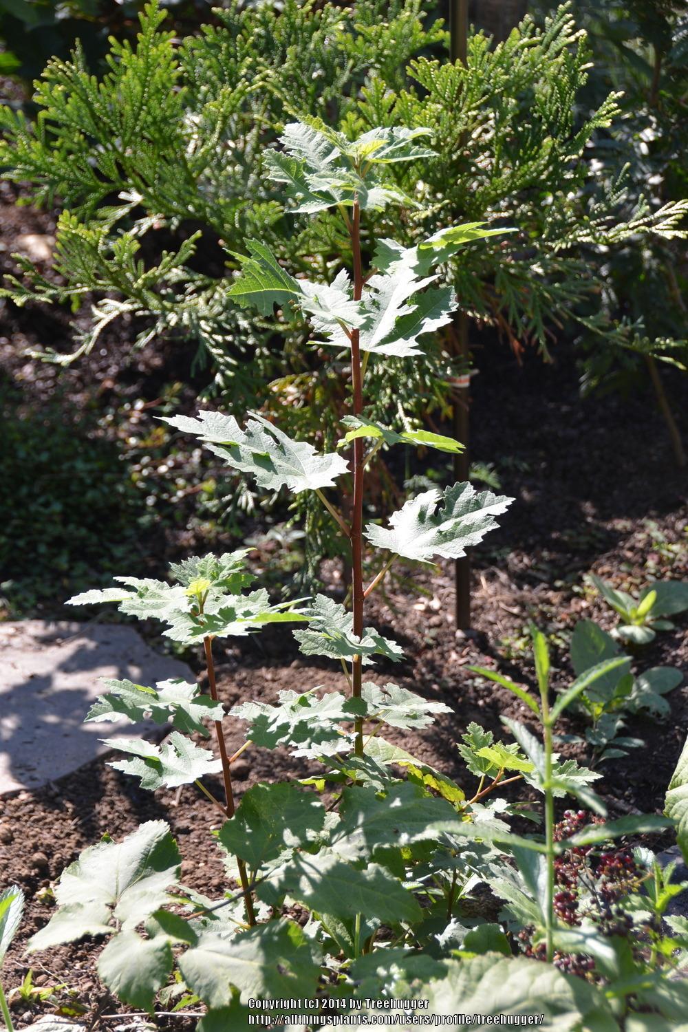 Fig Tree (Ficus johannis subsp. afghanistanica) - Garden.org