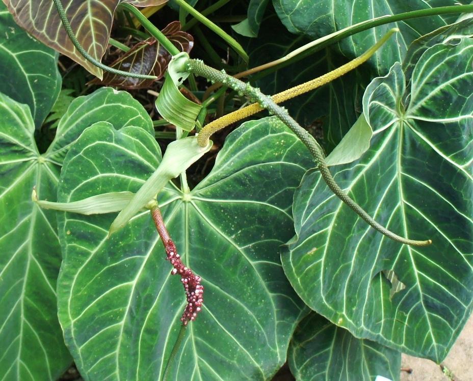 Photo of the bloom of Anthurium magnificum posted by skylark - Garden.org