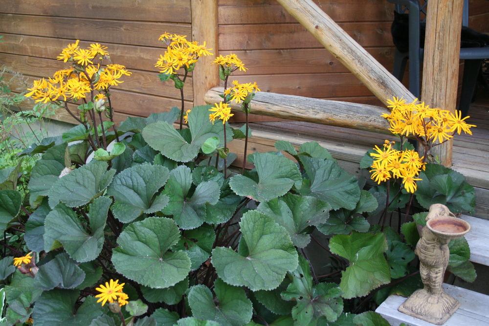 Ligularias: Plant Care and Collection of Varieties - Garden.org