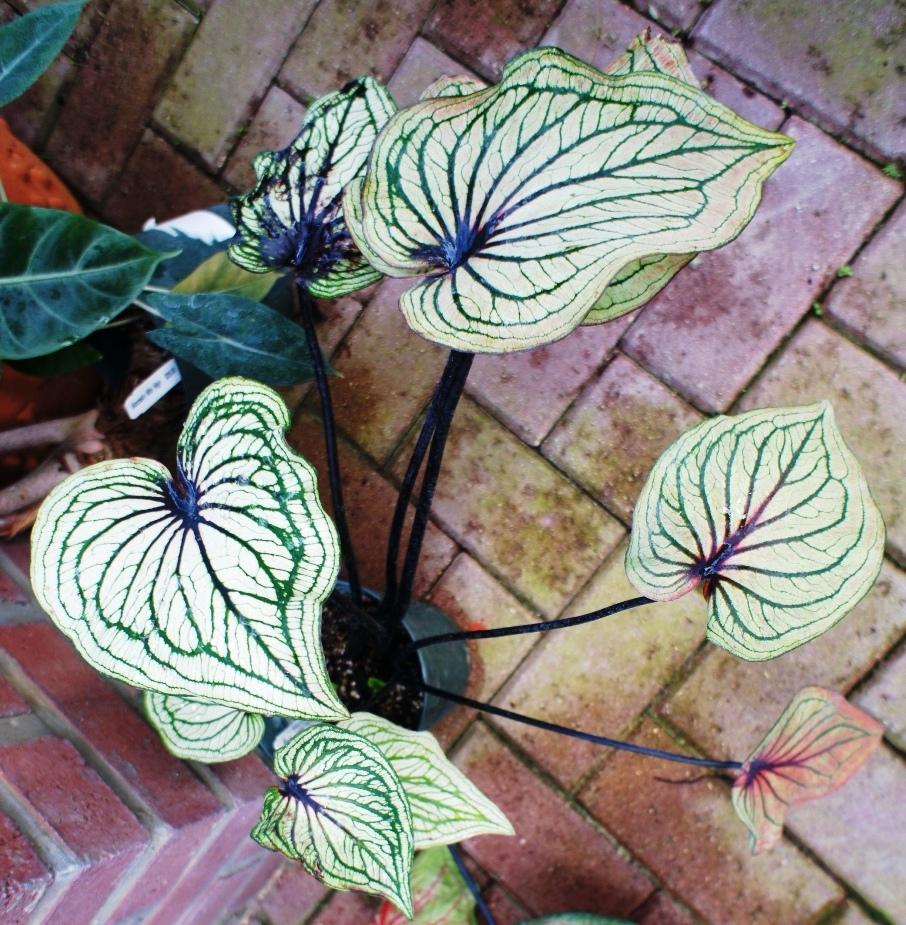 Thai Caladium (Caladium 'Green Pearl') in the Caladiums Database ...