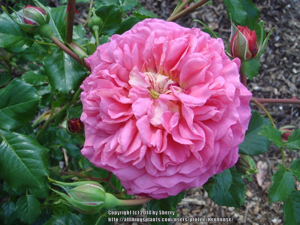 Photo of the bloom of Rose (Rosa 'Christopher Marlowe') posted by ...
