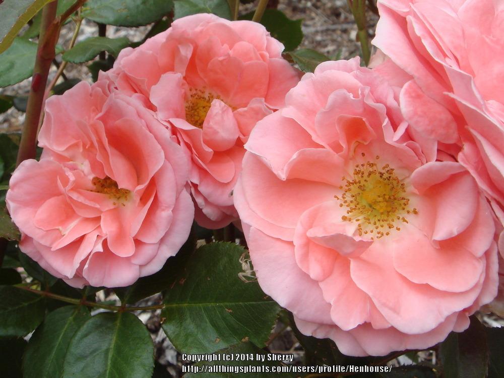 Rose (Rosa 'Dearest') in the Roses Database - Garden.org