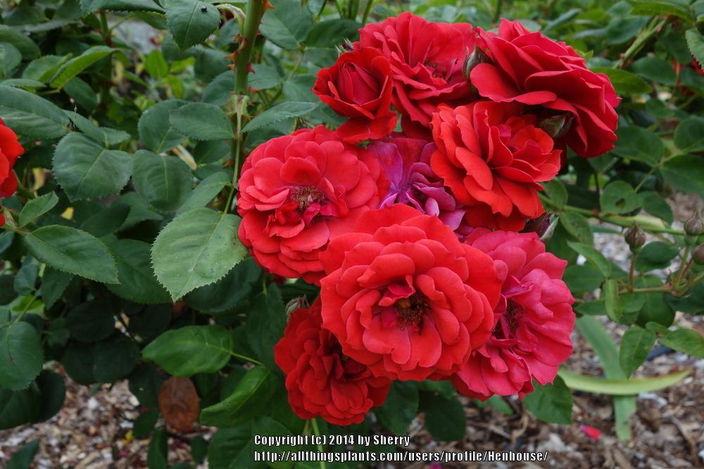 Photo of the bloom of Rose (Rosa 'Sherry') posted by Henhouse - Garden.org