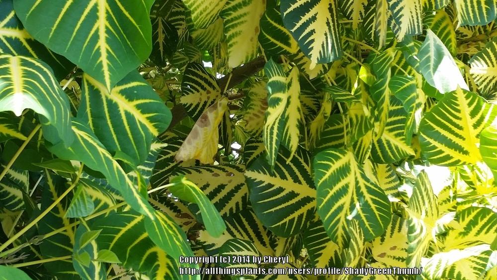 Variegated Coral Tree (Erythrina variegata) - Garden.org