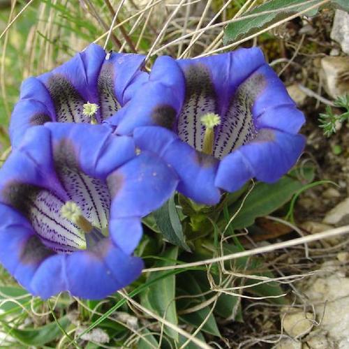 Gentian (Gentiana clusii) - Garden.org