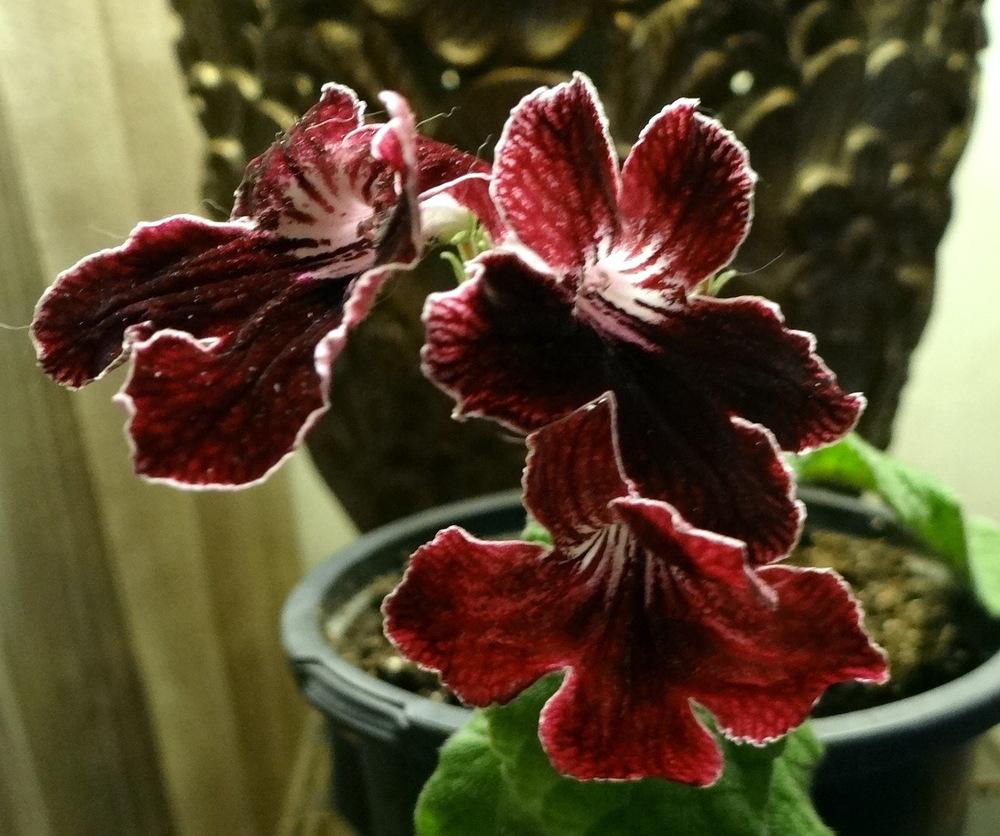 Cape Primroses: Plant Care and Collection of Varieties - Garden.org