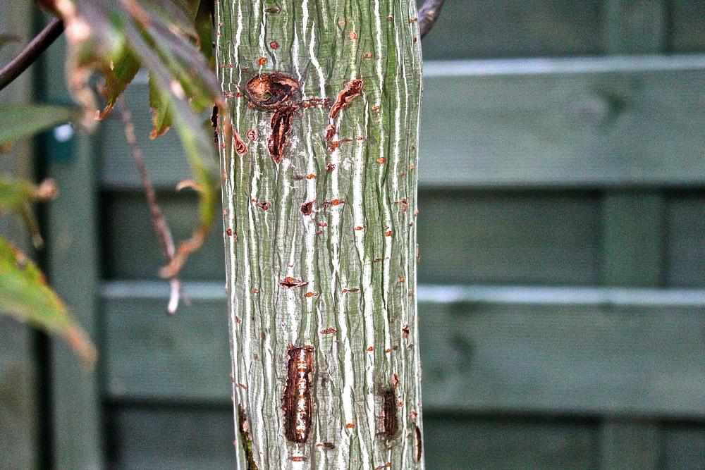 Snakebark Maple (Acer davidii 'Rosalie') - Garden.org