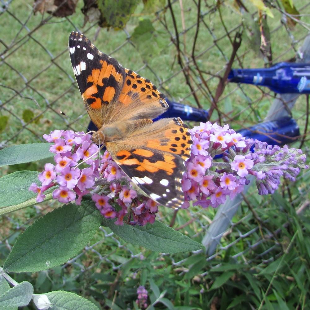 Butterfly Bushes: Plant Care and Collection of Varieties - Garden.org