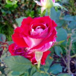 Photo of the bloom of Rose (Rosa 'Snowfire') posted by zuzu - Garden.org