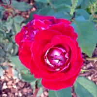 Photo of the bloom of Rose (Rosa 'Snowfire') posted by zuzu - Garden.org