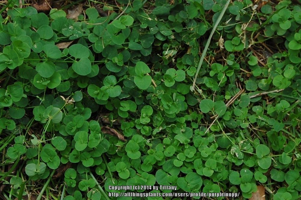 West Indian Chickweed (Drymaria cordata) - Garden.org